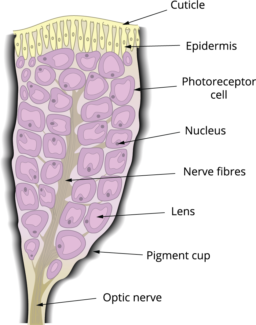 External morphology of leech — lesson. Science State Board, Class 10.