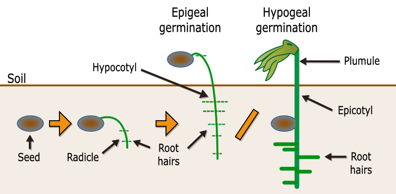 Germination and its types — lesson. Science CBSE, Class 10.