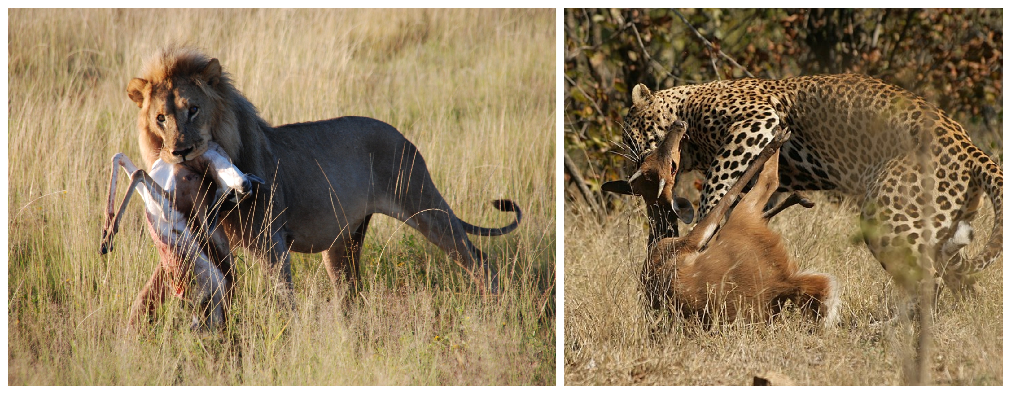 Principles of Darwinism: Overproduction, struggle for existence ...