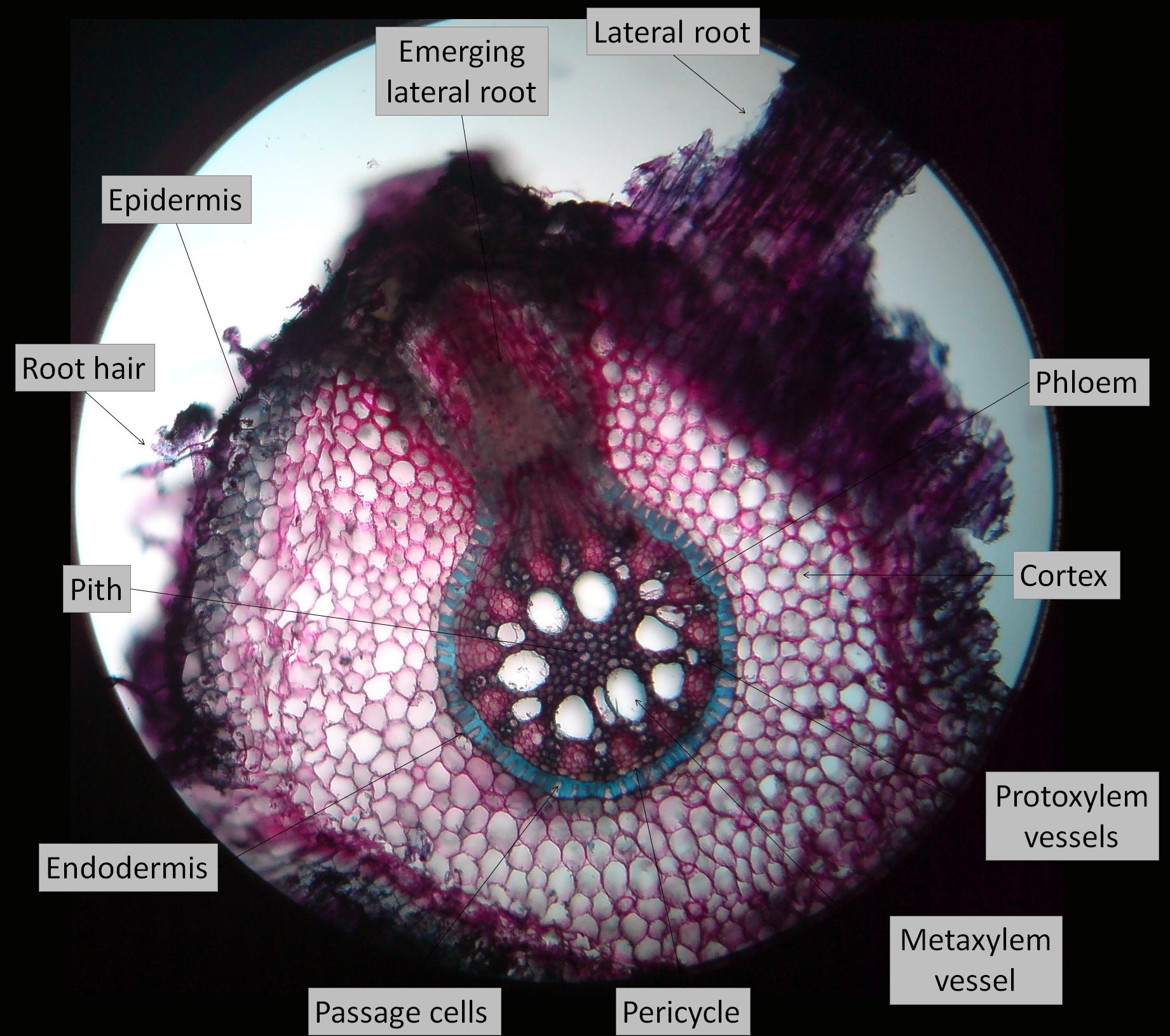 Tissue system — lesson. Science State Board, Class 10.