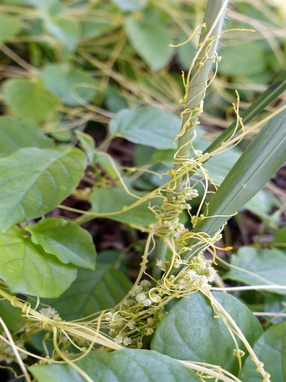 Other modes of nutrition in plants — lesson. Science CBSE, Class 7.