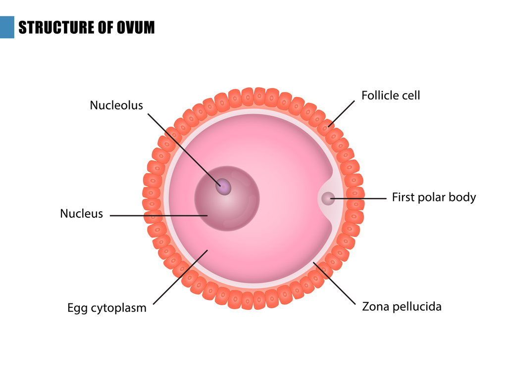 Cell size — lesson. Science CBSE, Class 9.