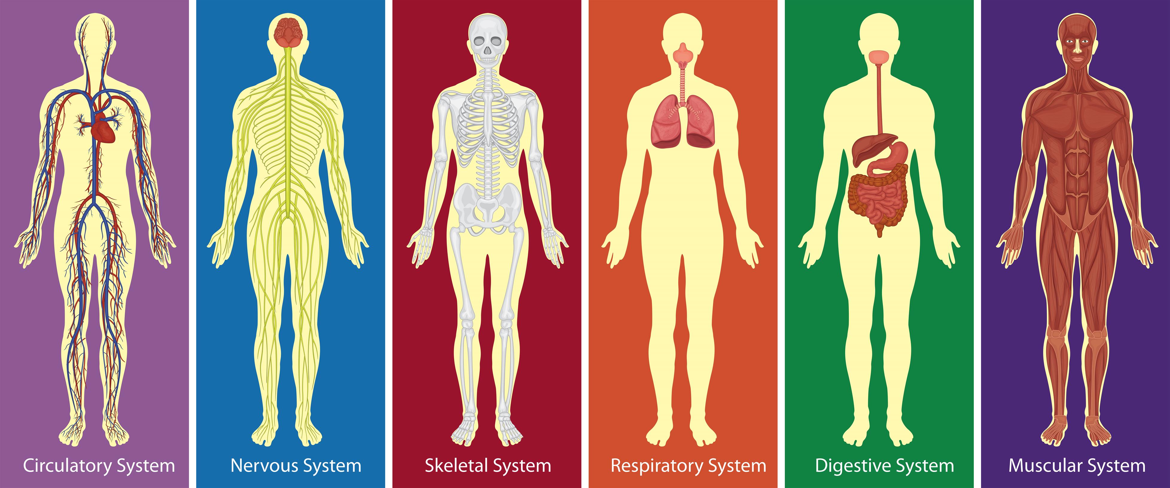 An introduction to human organ systems — lesson. Science State Board ...