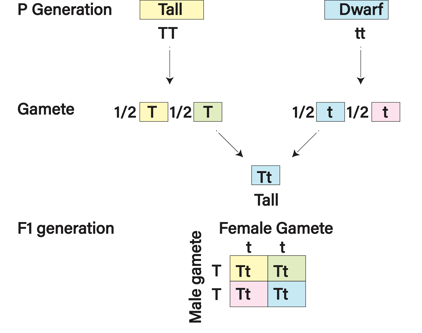 Basic concepts of genetics III — lesson. Science CBSE, Class 10.