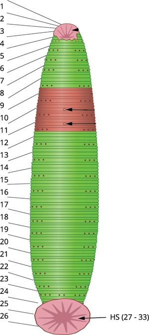 External morphology and segments of leech — task. Science State Board ...