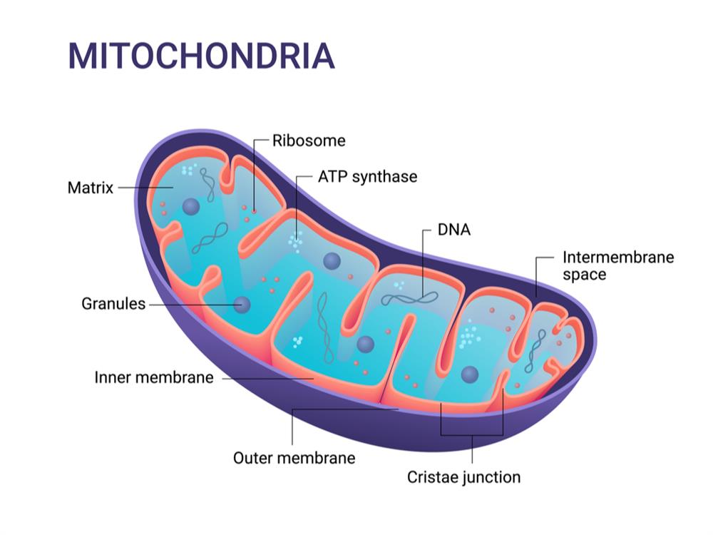 Mitochondria — lesson. Science CBSE, Class 9.