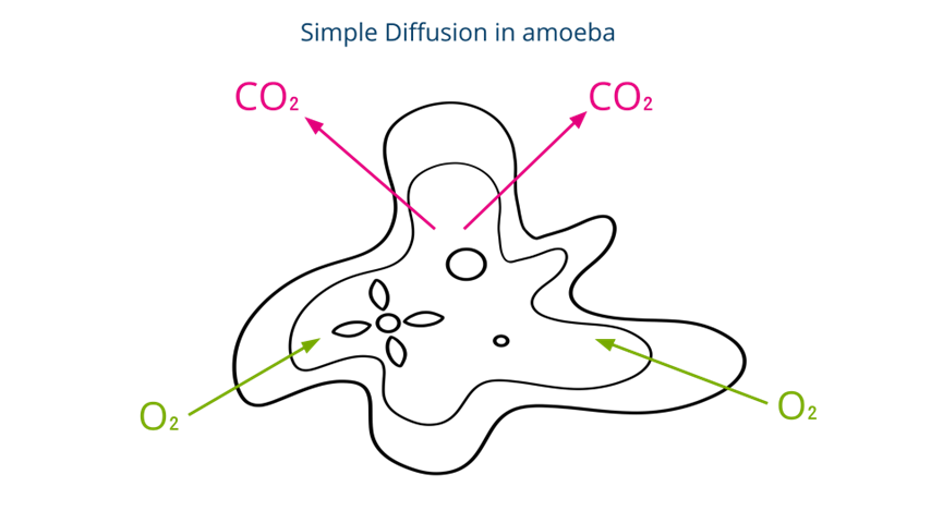 Respiration — lesson. Science CBSE, Class 10.