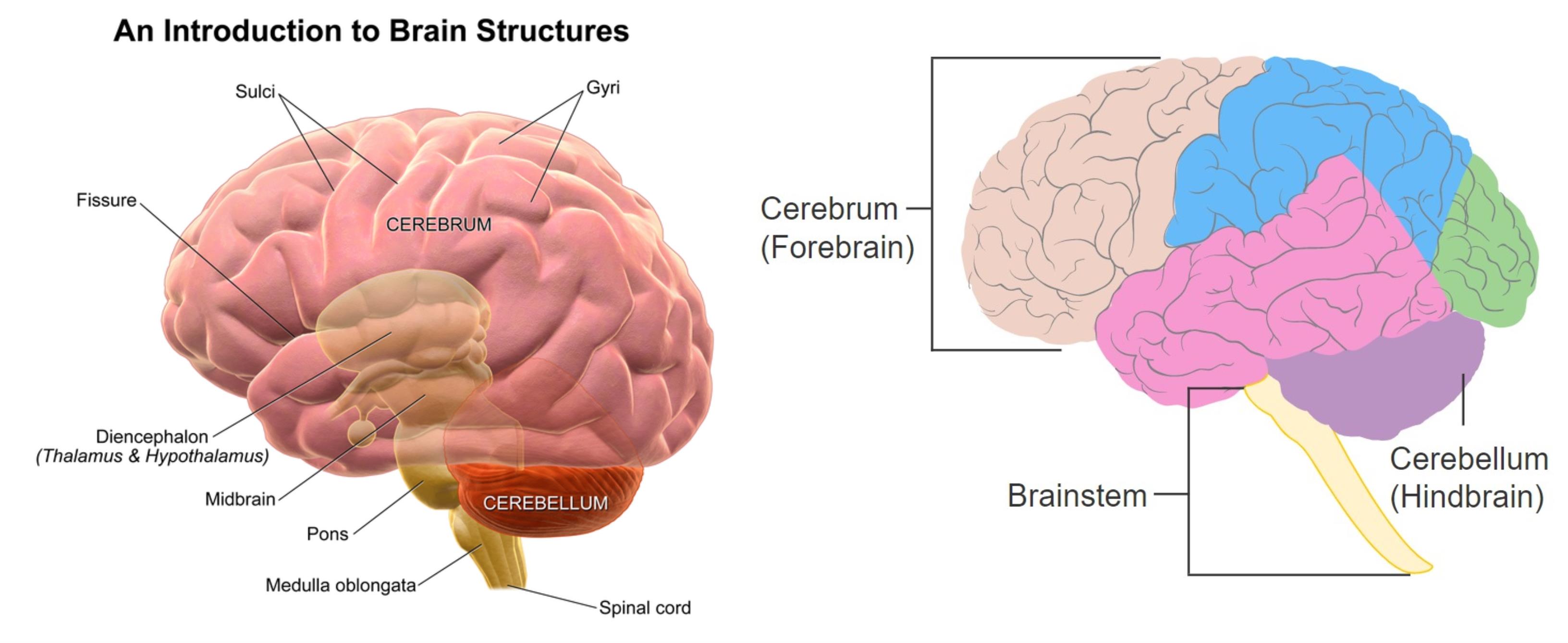 Human brain structure and function — lesson. Science CBSE, Class 10.