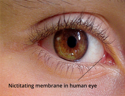 Homologous, analogous, atavism, vestigial organ — task. Science State ...