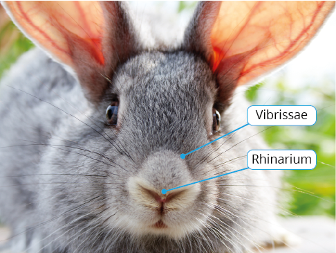 External morphology of the rabbit — lesson. Science State Board, Class 10.