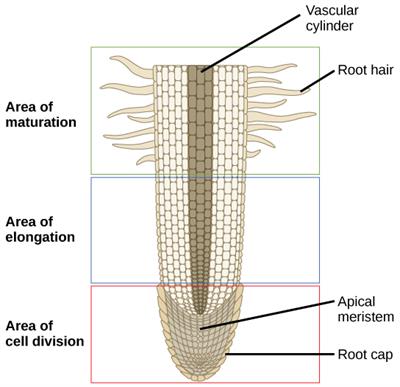 Mesophytes and their adaptations — lesson. Science State Board, Class 9.