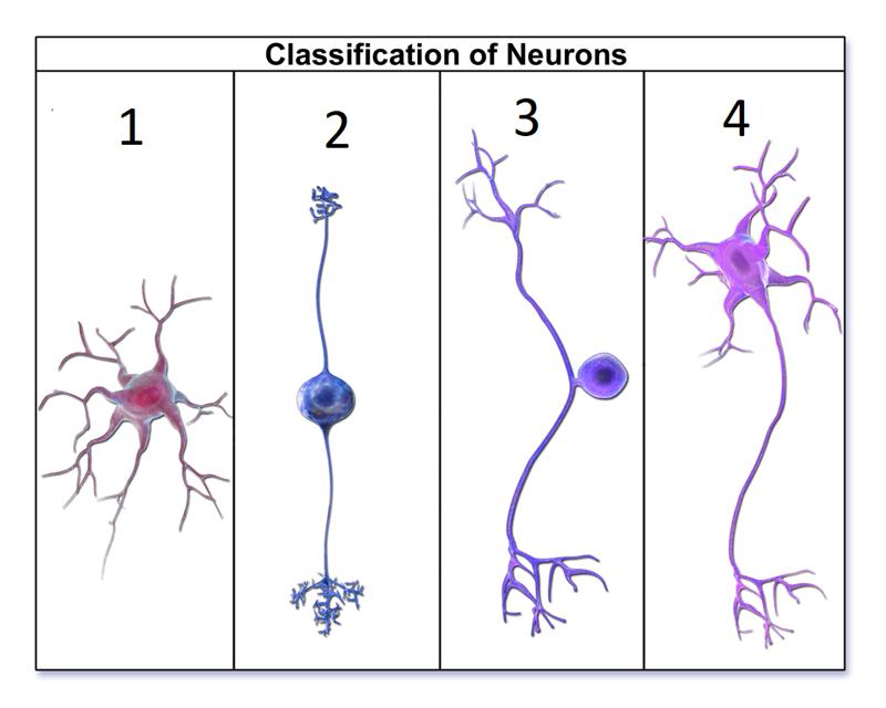 Neuron types based on structure and function — task. Science State ...