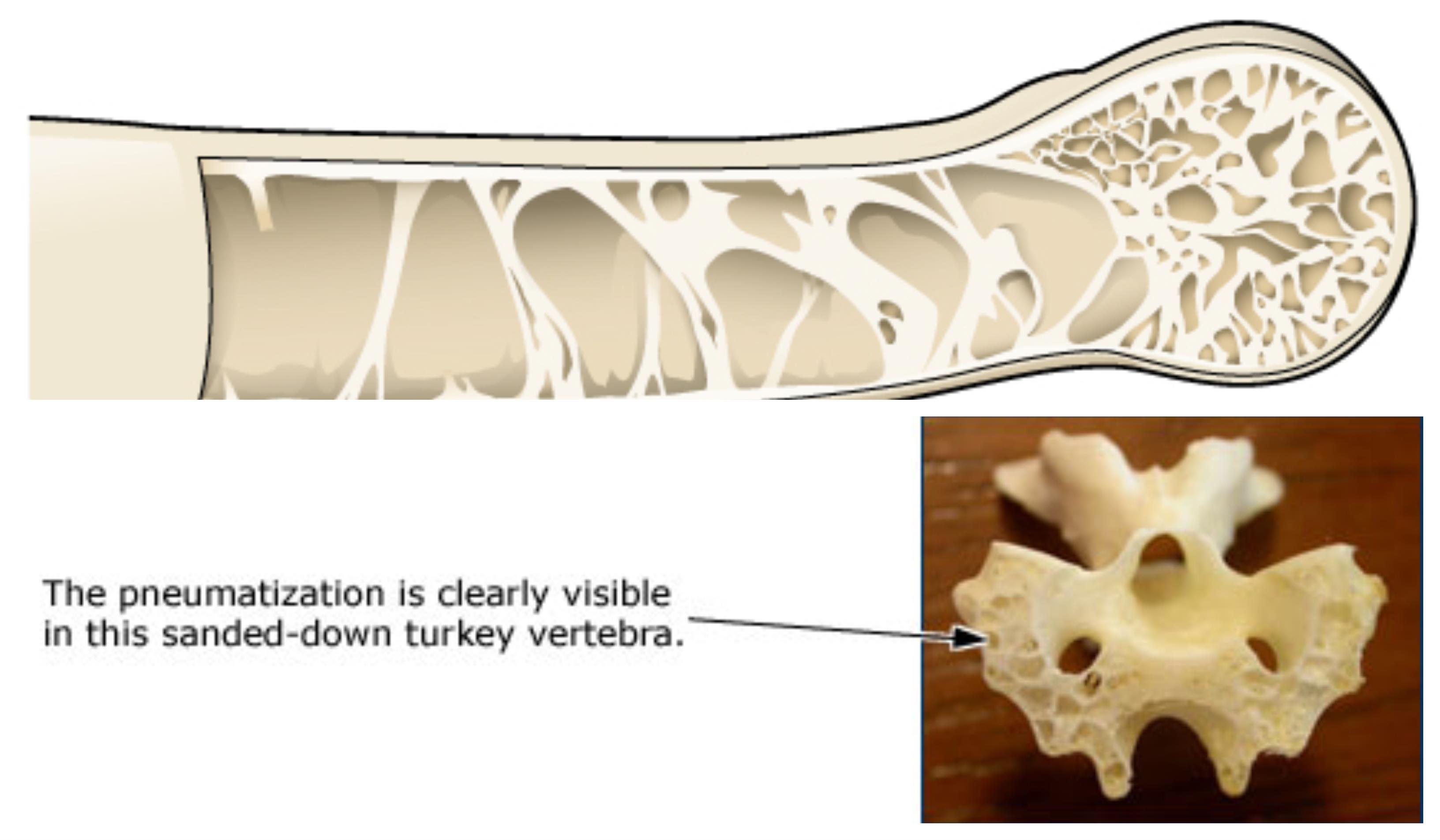 Adaptations observed in birds — lesson. Science State Board, Class 6.