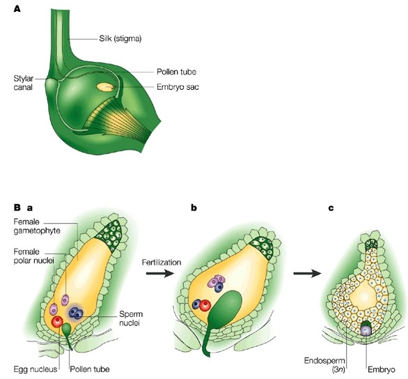 Fertilization in plants — lesson. Science CBSE, Class 10.