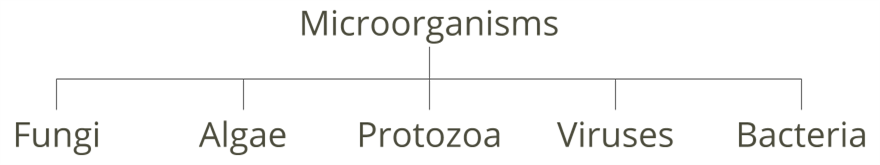 Introduction to microorganisms — lesson. Science State Board, Class 8.