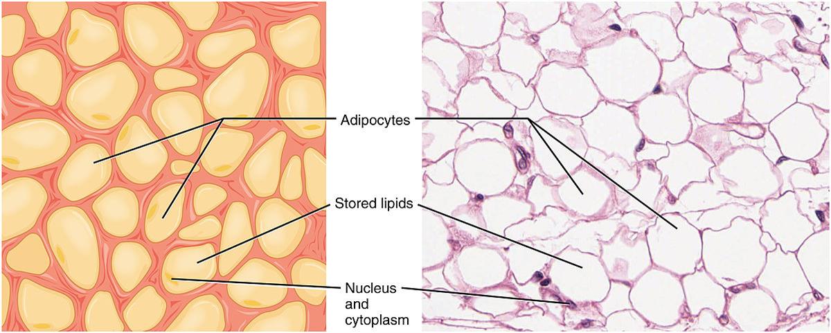 Connective tissue - Introduction — lesson. Science CBSE, Class 9.