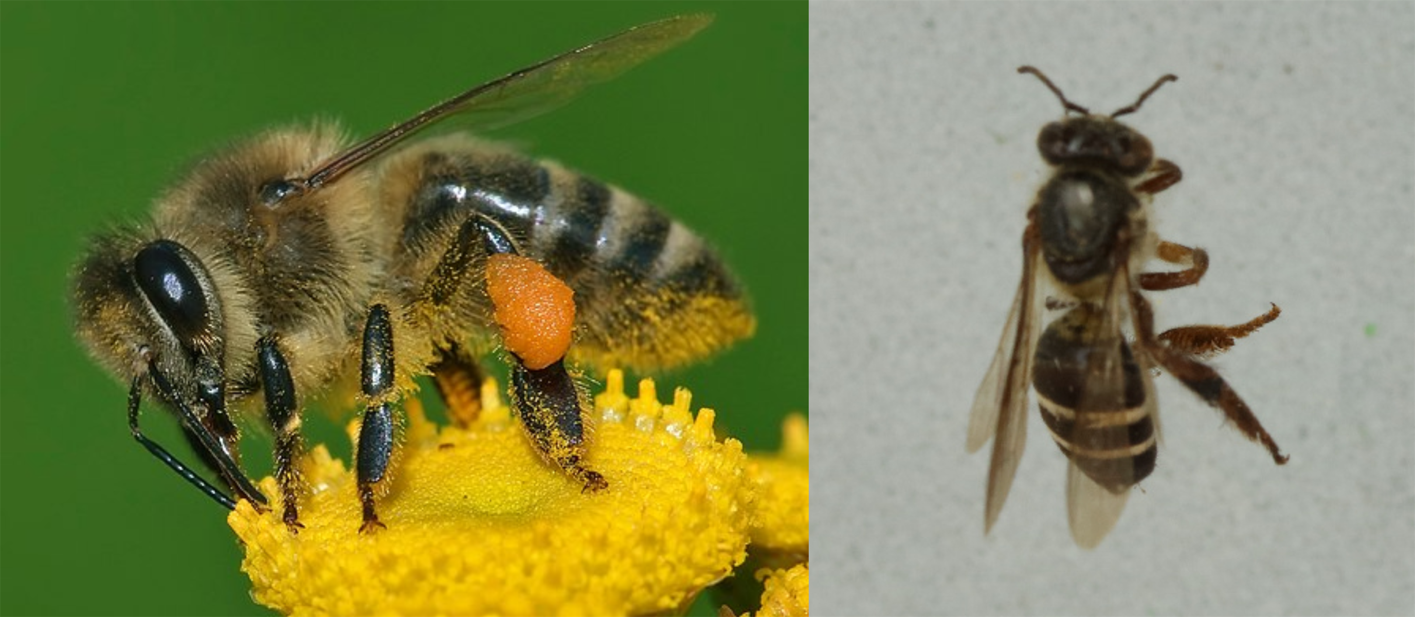 Apiculture — lesson. Science State Board, Class 9.