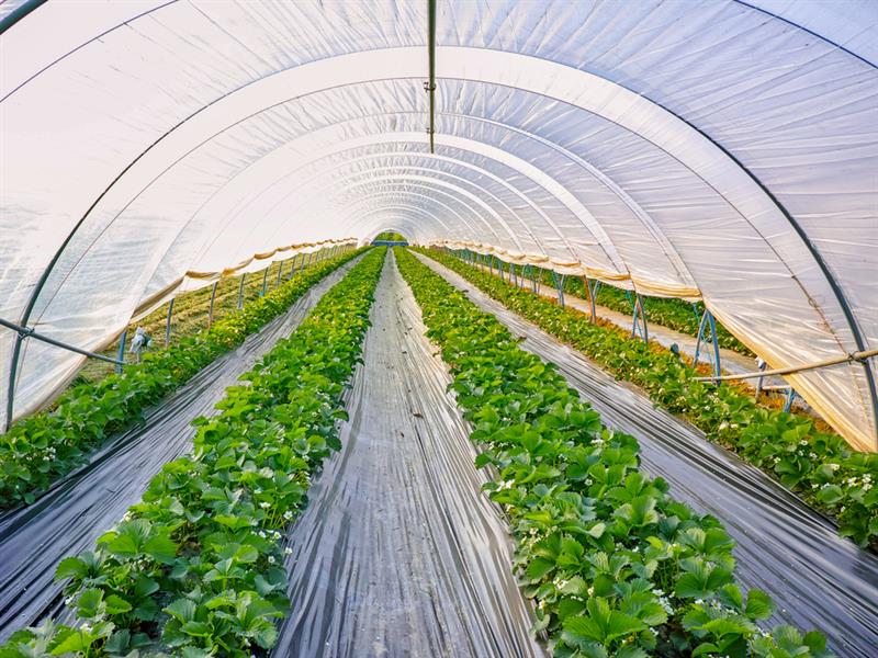 Olericulture or vegetable farming — lesson. Science State Board, Class 9.