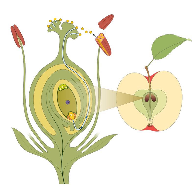 Fruit, seed formation and dispersal — lesson. Science CBSE, Class 7.