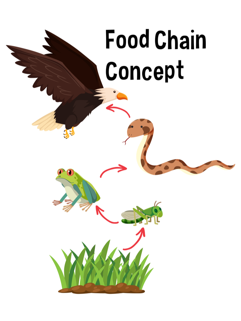Functions of an ecosystem — lesson. Social Science, Class 9.