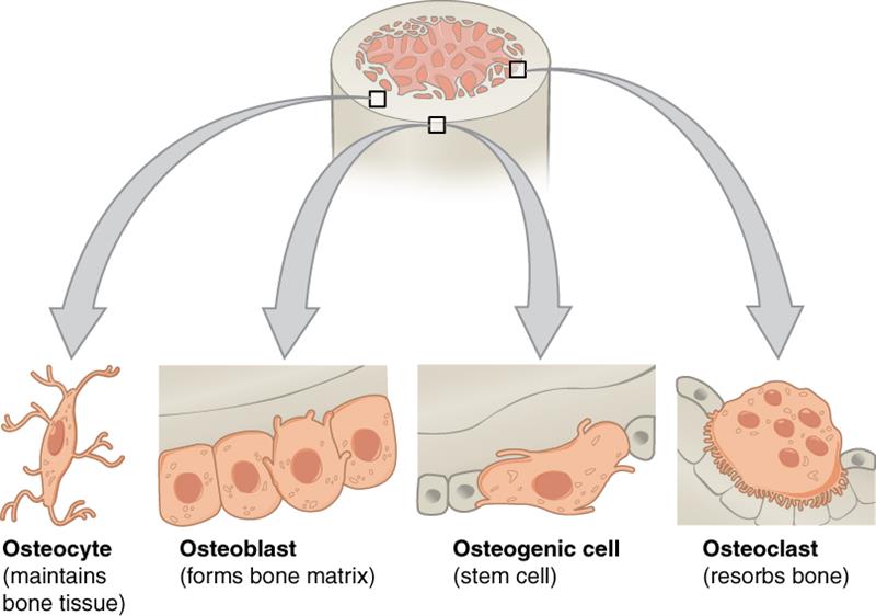 Supportive connective tissue — lesson. Science State Board, Class 9.