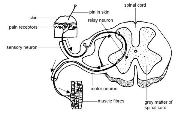 Conduction and transmission of nerve impulse — lesson. Science CBSE ...