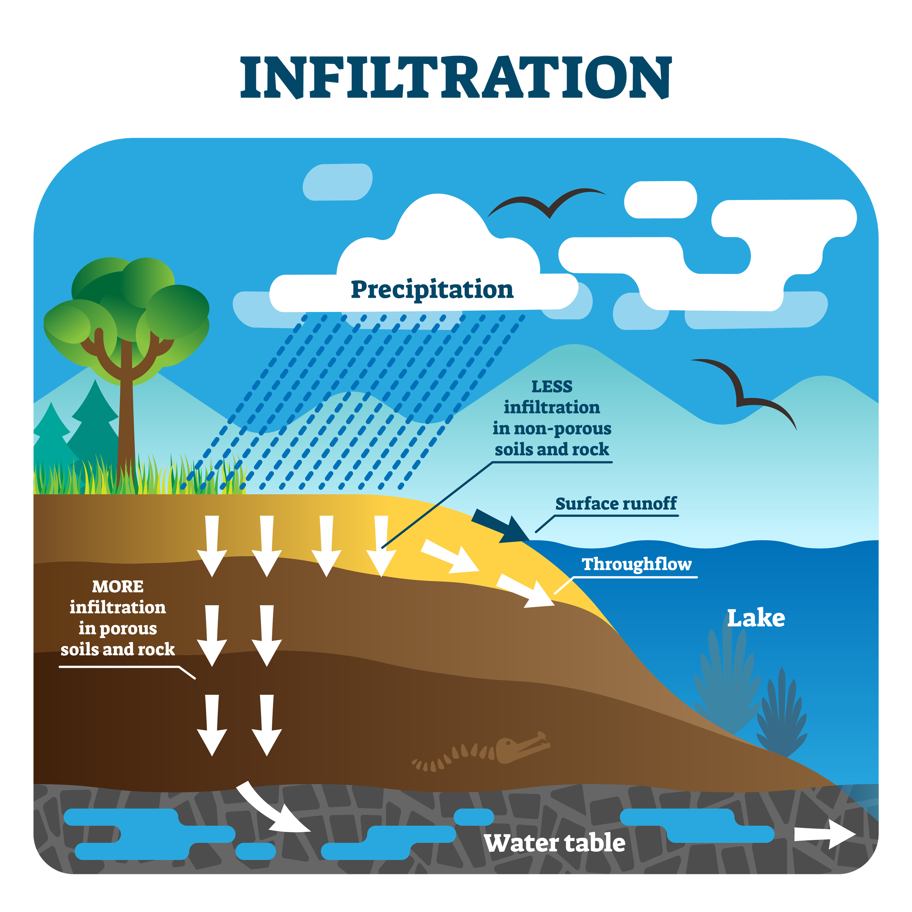 Infiltration and Percolation — lesson. Social Science, Class 8.