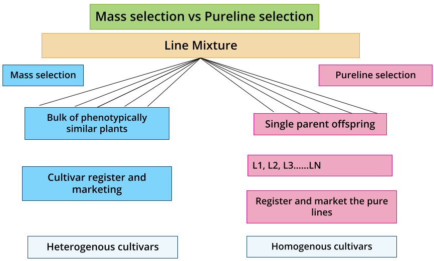Pureline selection and clonal selection — lesson. Science State Board ...