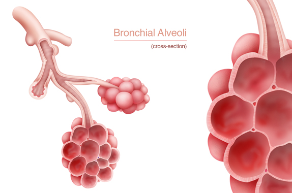Respiratory system — lesson. Science State Board, Class 6.