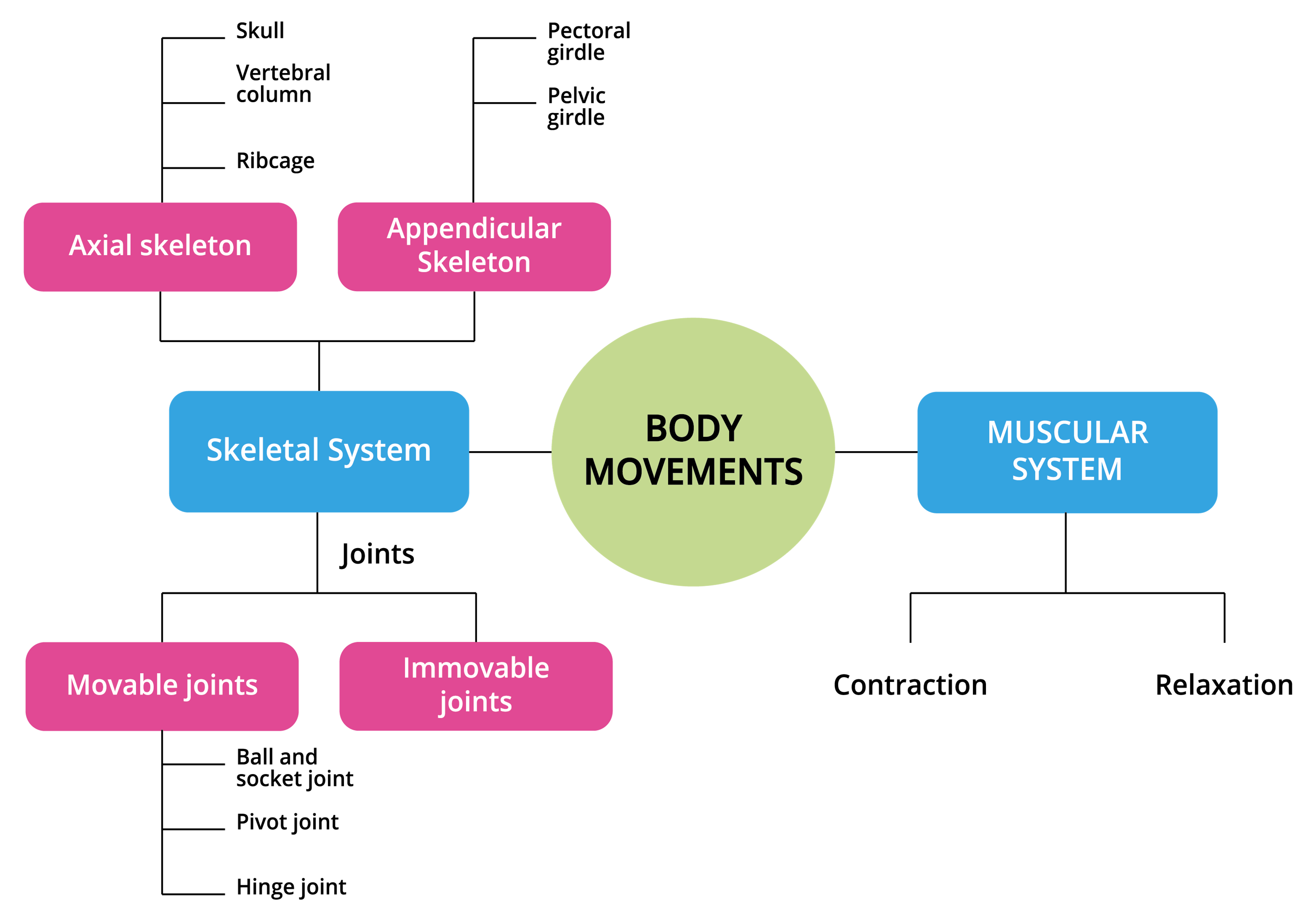 Mind Map For The Topic Skeletal And Muscular System Of Humans Lesson