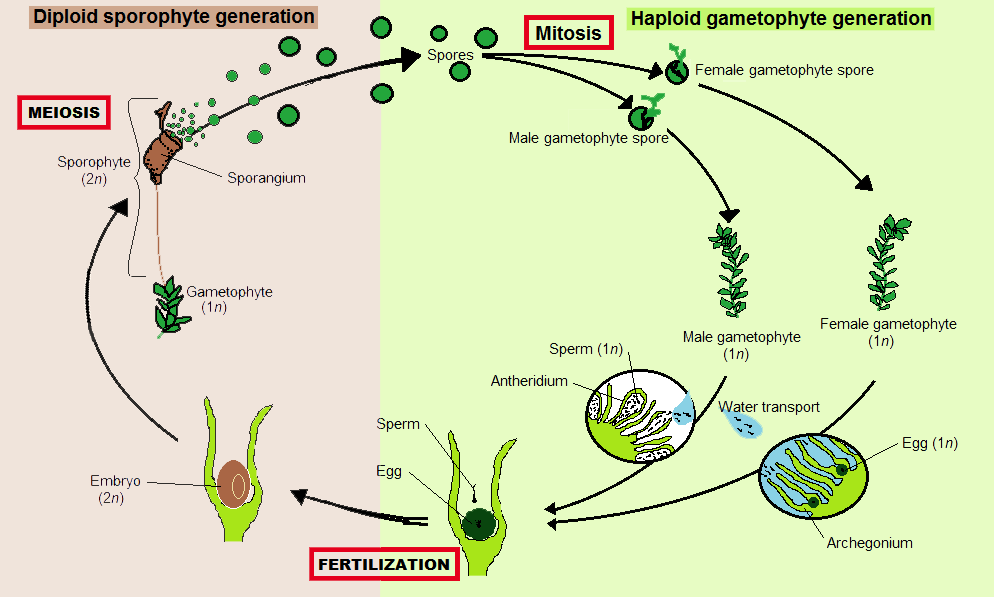 Bryophytes and their life cycle — lesson. Science State Board, Class 8.