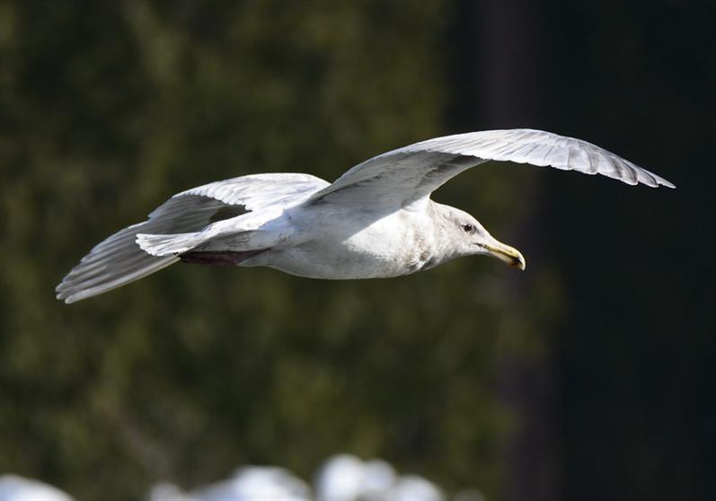 Adaptations observed in birds — lesson. Science State Board, Class 6.