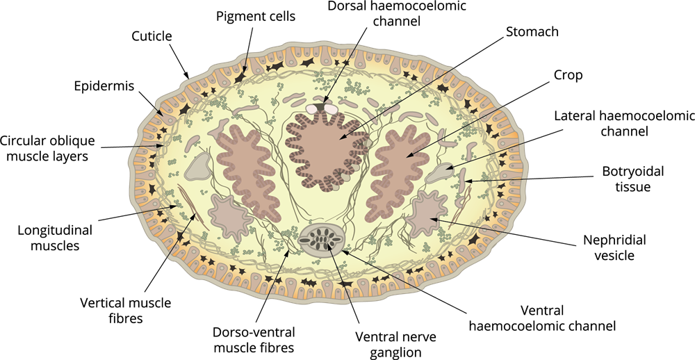 Digestive system of leech — lesson. Science State Board, Class 10.